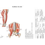 Hip Joint
