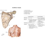 Conditions of the Scapula