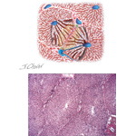 Liver Acinus