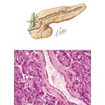Pancreas