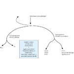 Leukotriene Modifiers