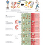 Hypercholesterolemia: General Management Measures