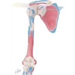 Anterior View of the Shoulder Girdle