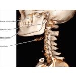 Upper Neck, Lower Head Osteology