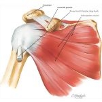 Subscapularis Muscle