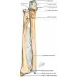 Bones of the Forearm