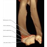 Radius and Ulna