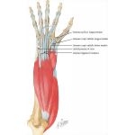 Extensor Muscles of the Wrist