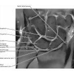 Wrist, Osteology and Joint