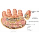 Hand, Axial Section