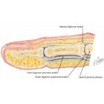 Interphalangeal Joints