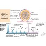 Influenza Virus and Its Epidemiology