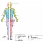 Dermatomes