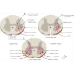 Spinal Reflex Pathways