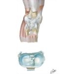 Ligaments of Knee Joint