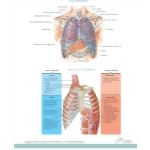 Respiratory System