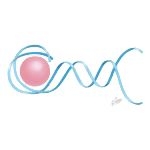 Structural Basis for Immunochemical Cross-Reactions of Molecules ...