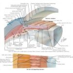 Anterior and Posterior Chambers of the Eye