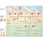 Diagnostic Flow Chart