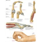 Surgical Anatomy of the Hand
