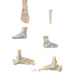 Anatomy of the Leg and Ankle