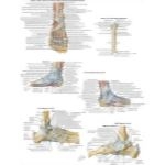 Anatomy of the Leg and Ankle