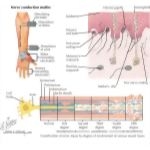 Nerve Conduction Studies