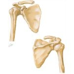 Osteology of the Shoulder
