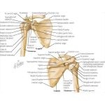 Osteology of the Shoulder