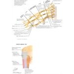 Nerves of the Shoulder