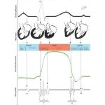 Events In the Cardiac Cycle
