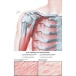 The Six Components Of The Arm-Trunk Mechanism