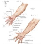 Topographic Anatomy of the Hand
