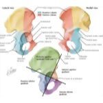 Osteology of the Pelvis
