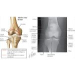 Joints of the Leg and Knee