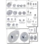Helminths and Protozoa Infesting the Human Intestine