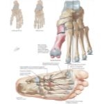 Comparison of Anthropoid and Human Foot - Morton's Foot