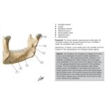 Mandible