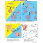 Pathways of Tumor Dissemination