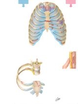 Thoracic Cage Injuries and Anesthesia