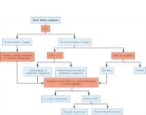Simplified Diagnostic Algorithm for Heart Failure