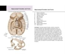 Hippocampal Formation and Fornix
