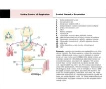 Central Control of Respiration