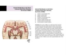 Arterial Distribution to the Brain: Cutaway Basal View Showing the ...