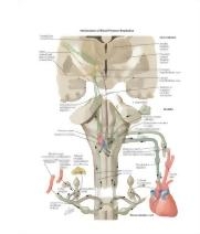 Mechanisms of Blood Pressure Regulation
