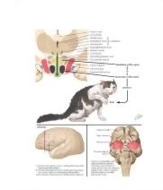 Hypothalamic Mechanisms in Some Aspects of Emotional Behavior