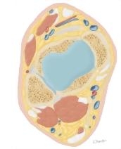 Cross Section of the Ankle and Foot: Axial View