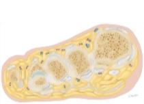Cross Section of the Ankle and Foot: Coronal View