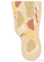 Cross Section of the Ankle and Foot: Coronal View
