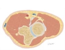 Cross Section of the Elbow: Axial View